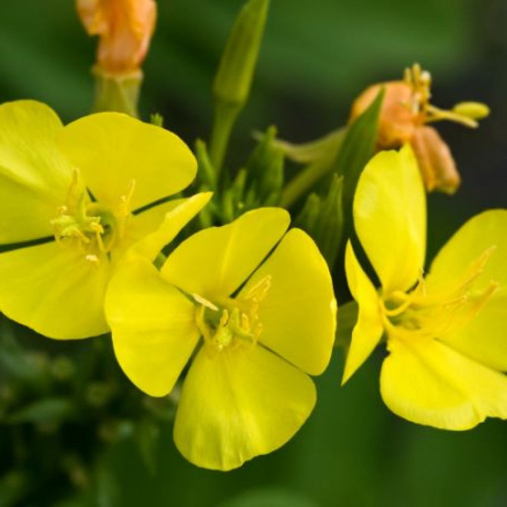 Aceite de Onagra un aliado de la mujer | Ginecologos en Mallorca
